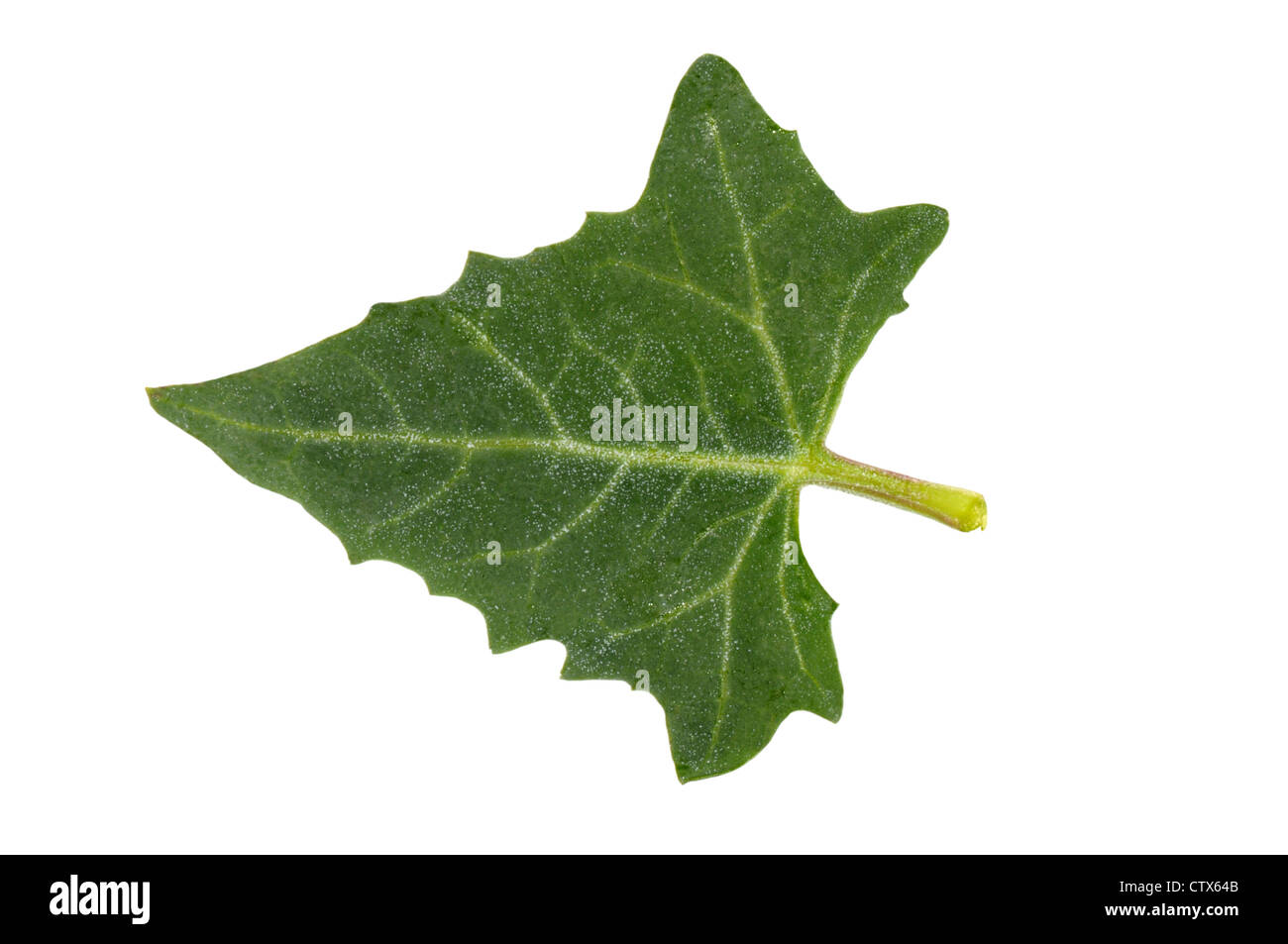 SPEAR-LEAVED ORACHE Atriplex prostrata (Chenopodiaceae Stock Photo - Alamy