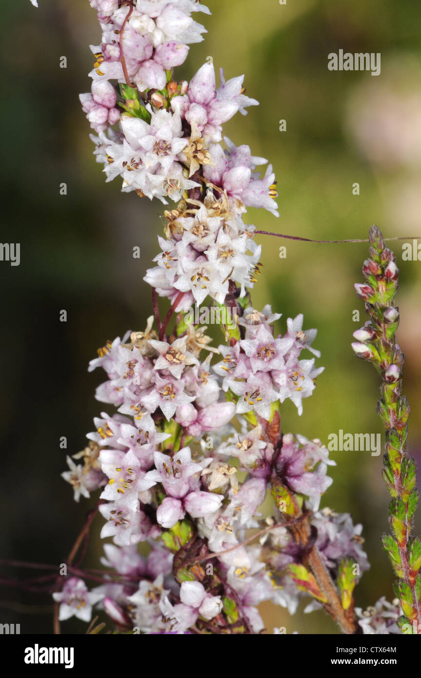 Cuscuta hi-res stock photography and images - Alamy