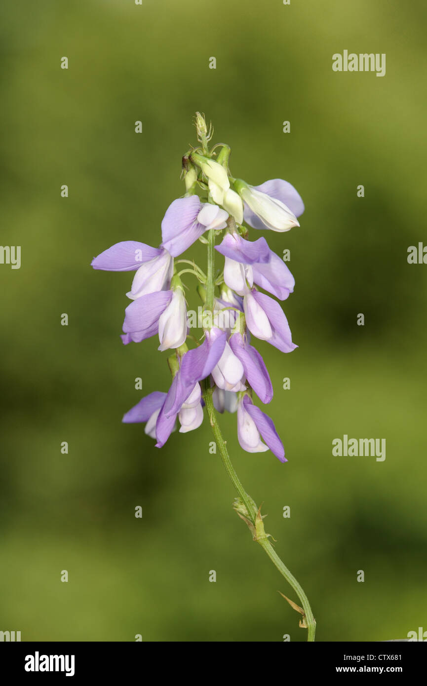 GOAT’S-RUE Galega officinalis (Fabaceae Stock Photo - Alamy