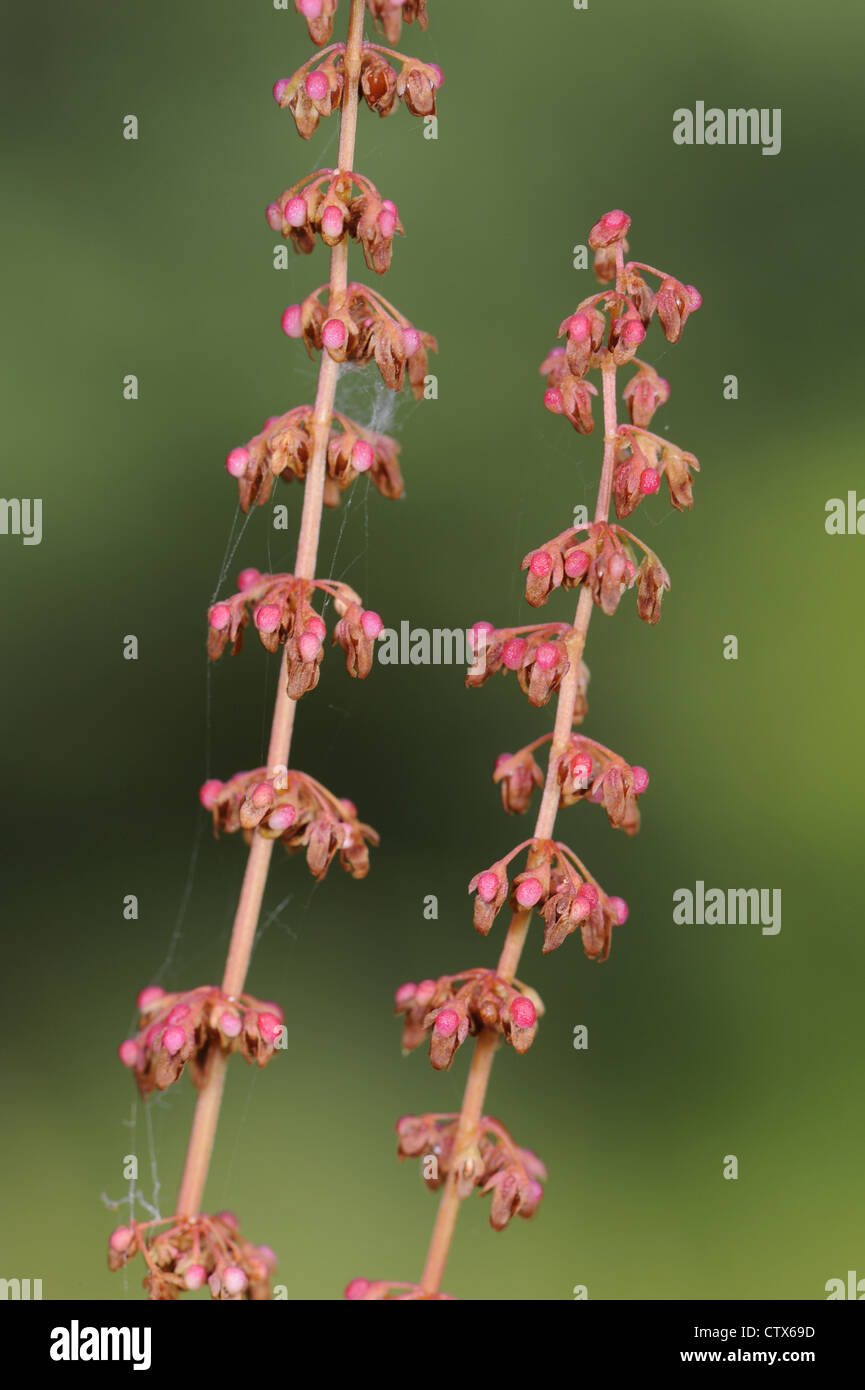 WOOD DOCK Rumex sanguineus (Polygonaceae Stock Photo - Alamy