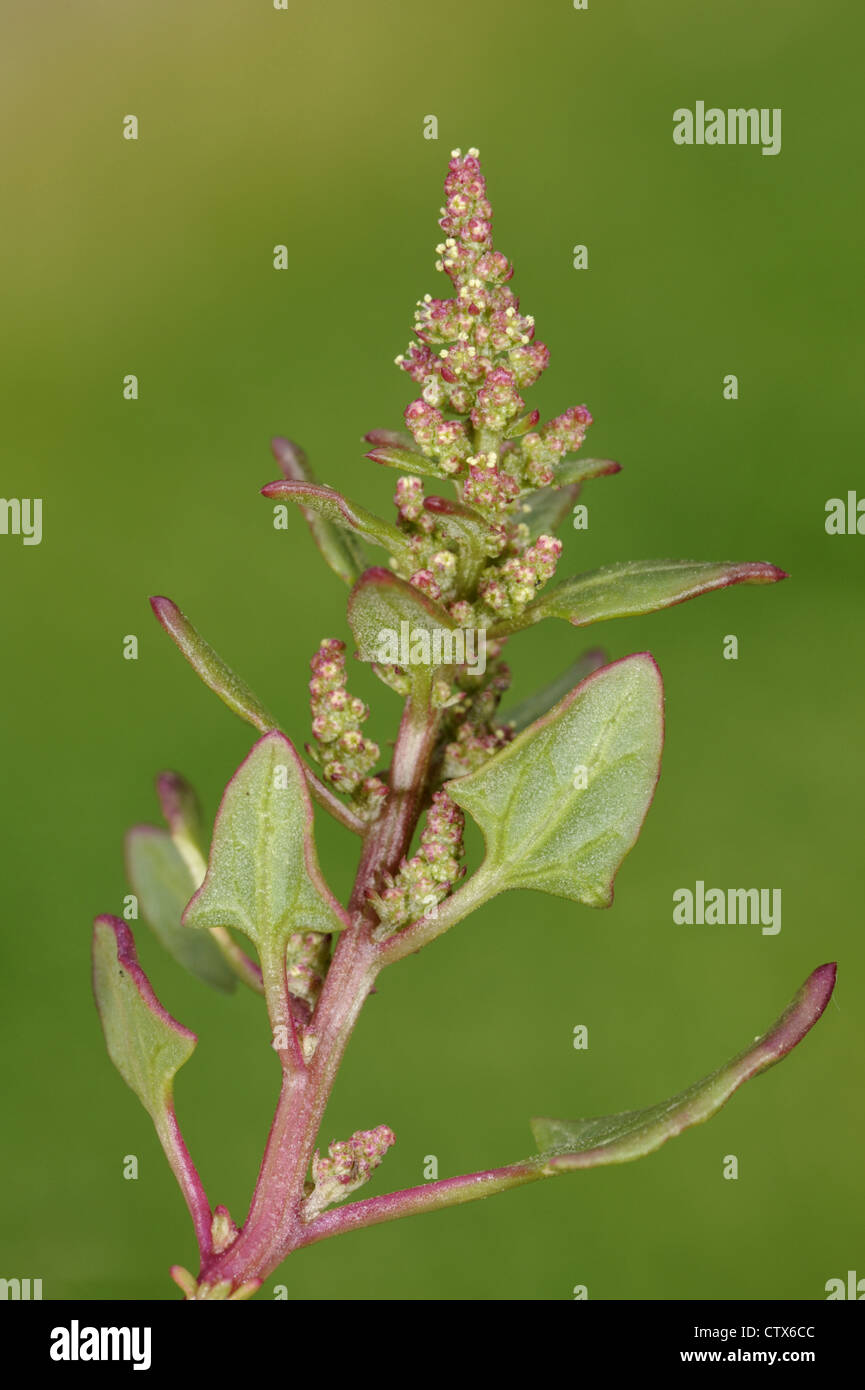 RED GOOSEFOOT Chenopodium rubrum (Chenopodiaceae Stock Photo - Alamy