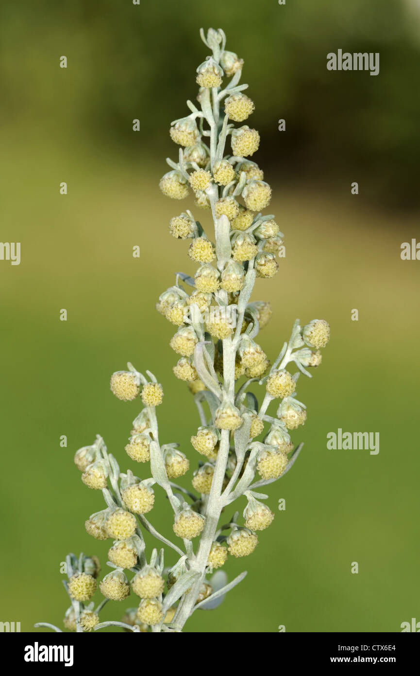 Sand wormwood hi-res stock photography and images - Alamy