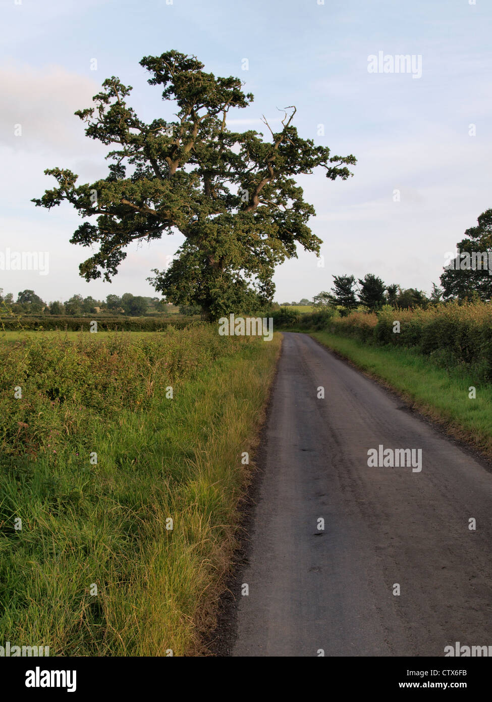 English Oak Tree, Quercus robur, Somerset, UK Stock Photo - Alamy