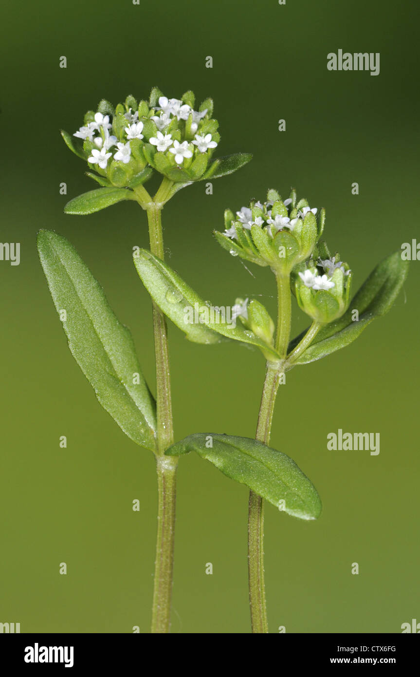 COMMON CORNSALAD Valerianella locusta (Valerianaceae Stock Photo - Alamy