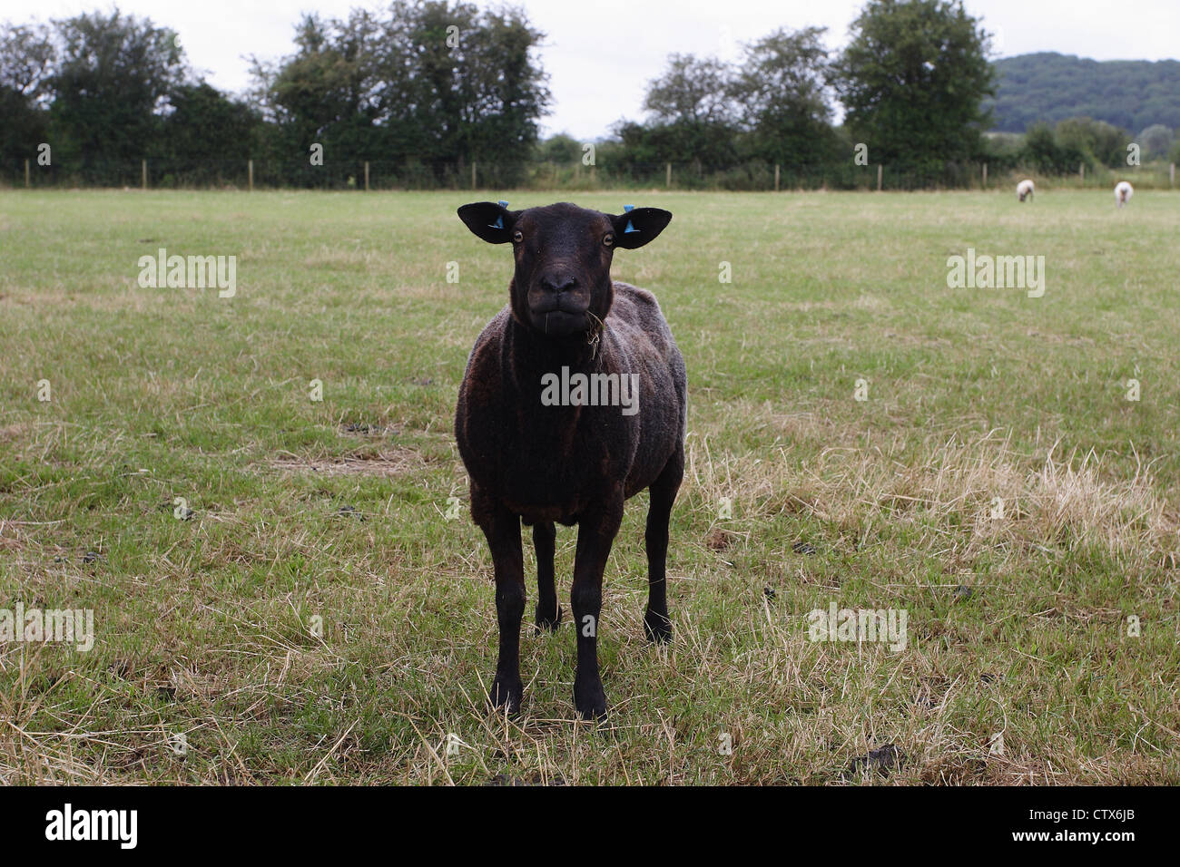 The black sheep Stock Photo - Alamy