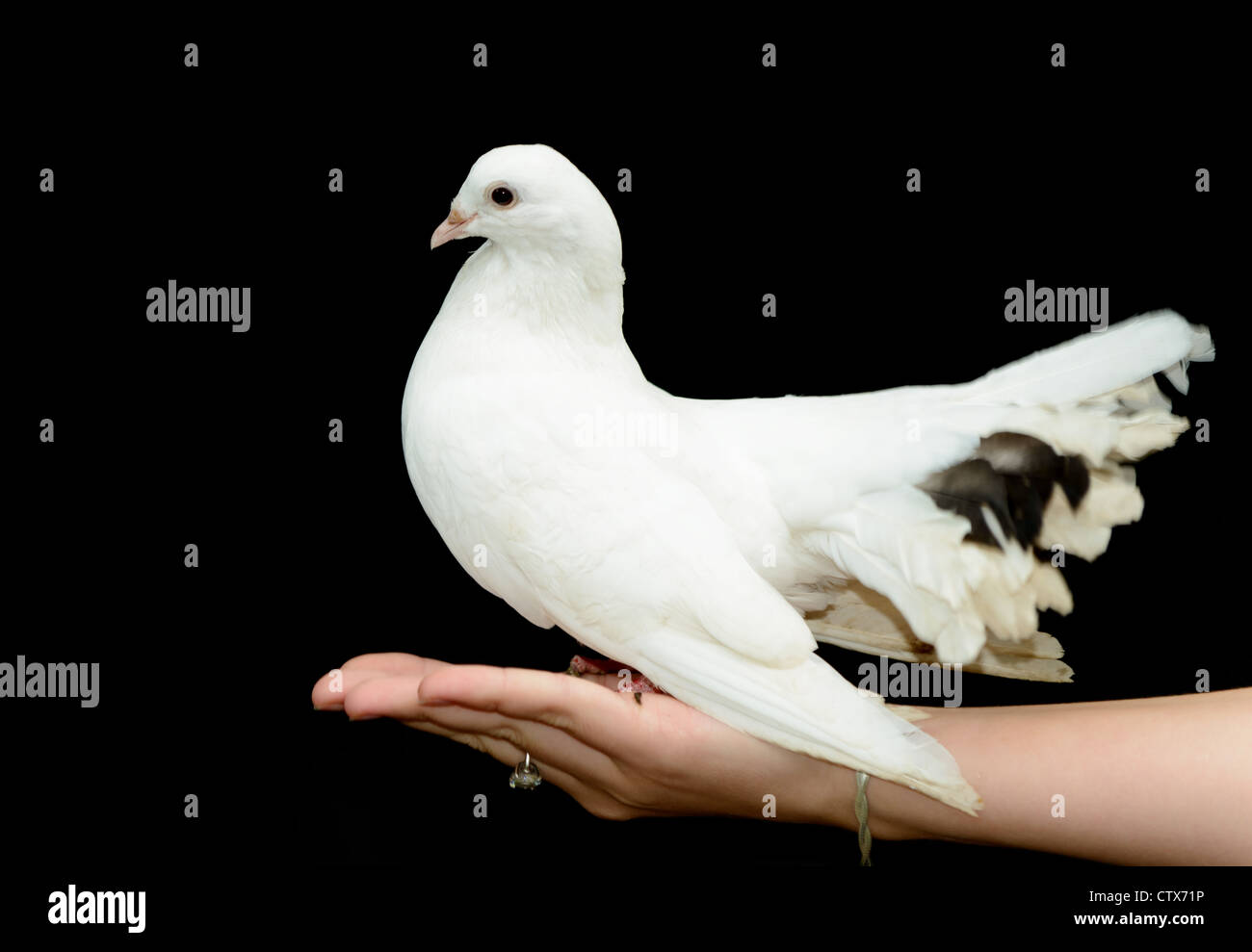 White dove on his hand. On a black background Stock Photo - Alamy