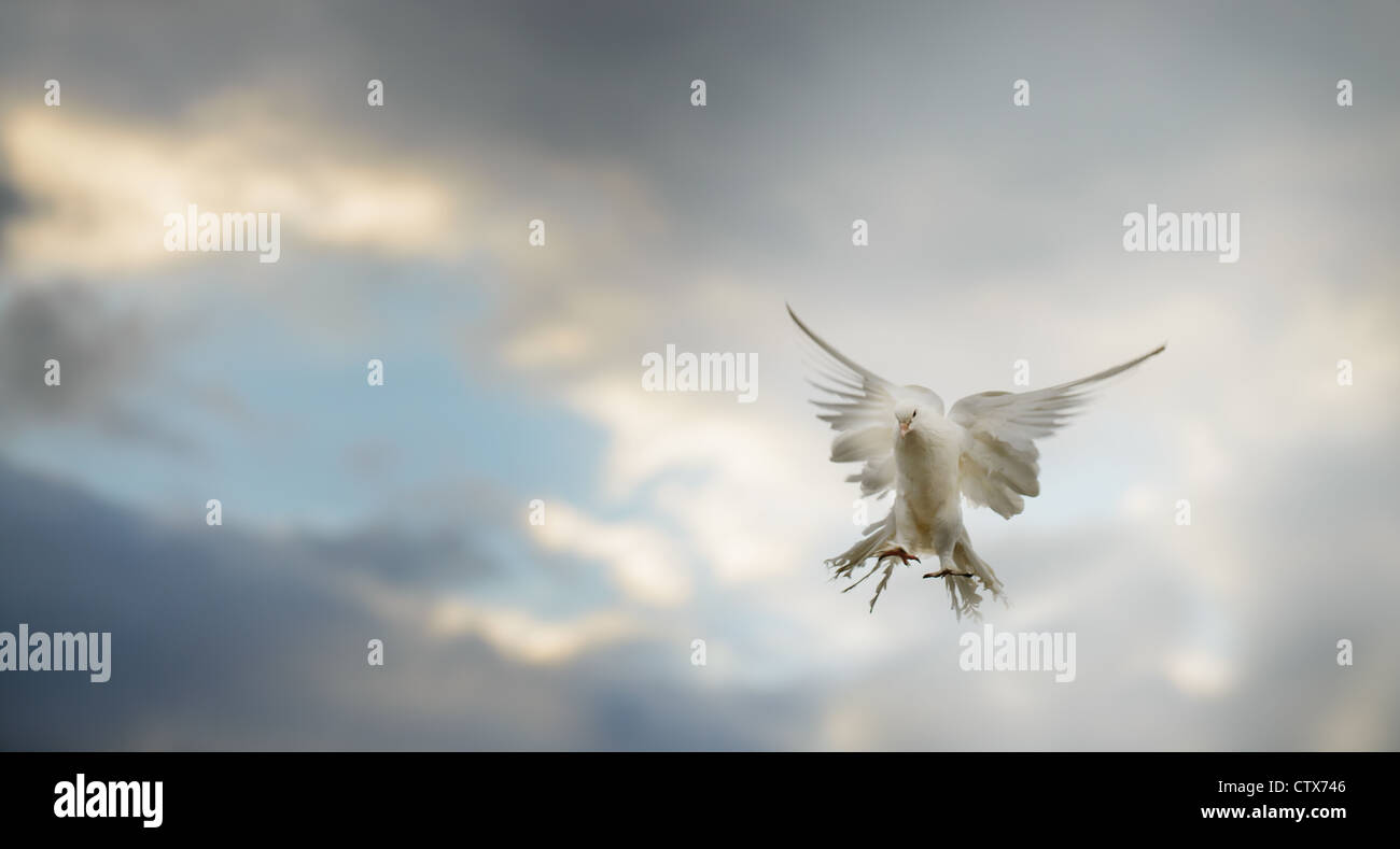 White dove in flight on the background of dramatic sky Stock Photo - Alamy