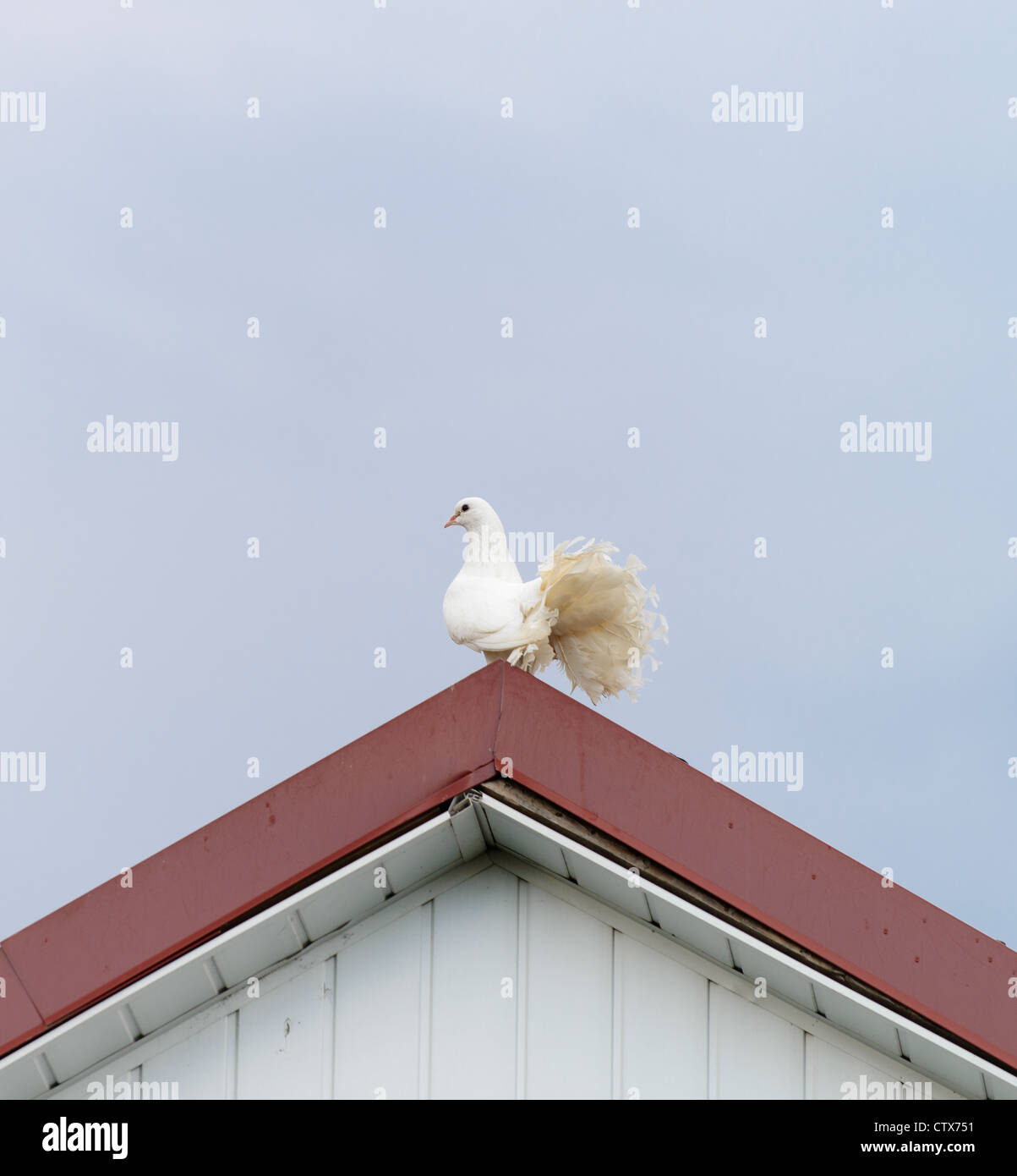 White dove. Bird dove on the roof Stock Photo - Alamy