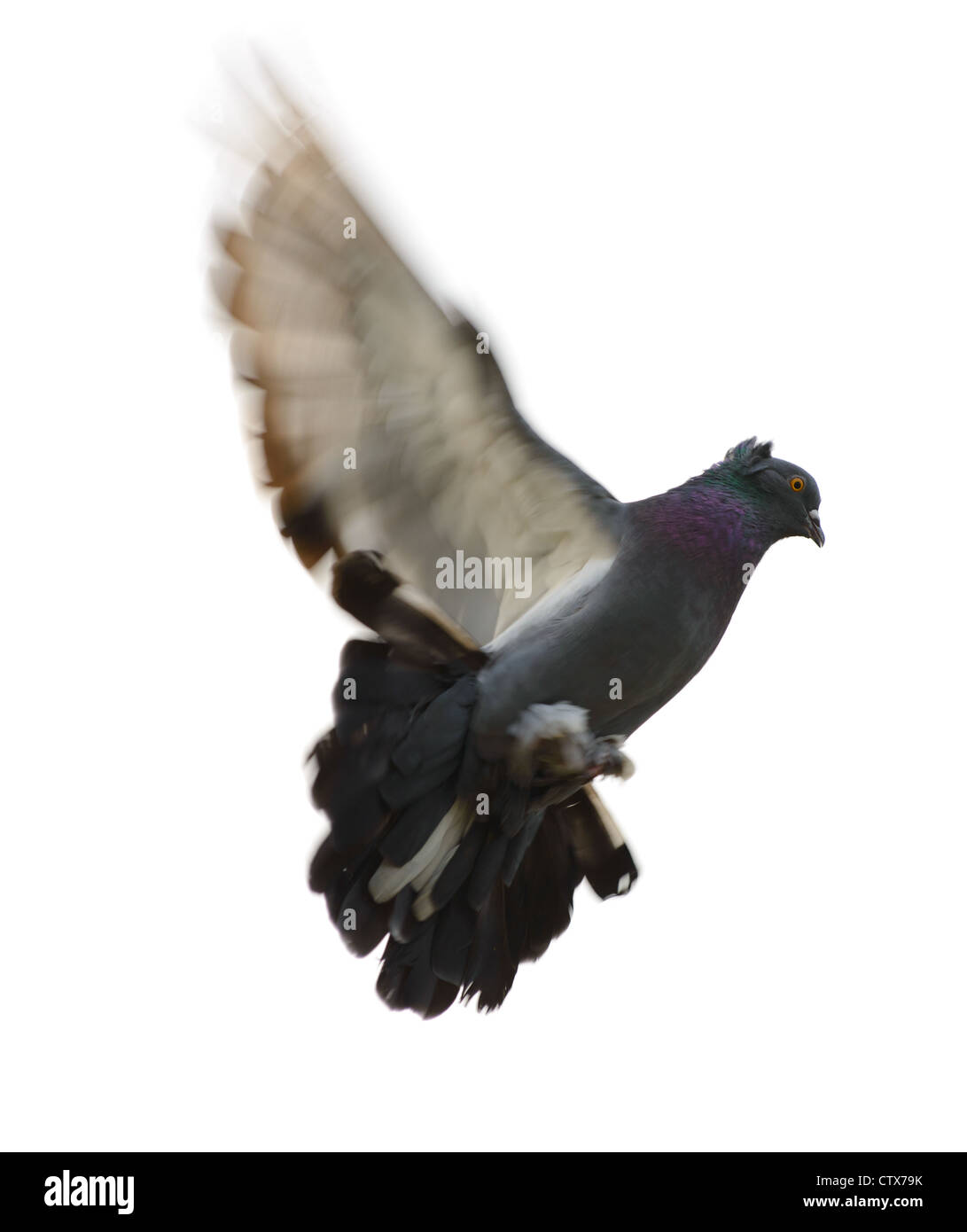 Dove in flight. Isolated on white bavckground Stock Photo - Alamy