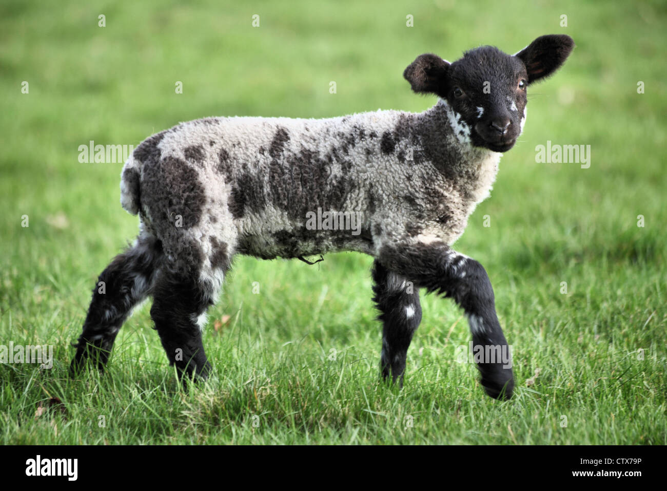Black & white lamb hi-res stock photography and images - Alamy