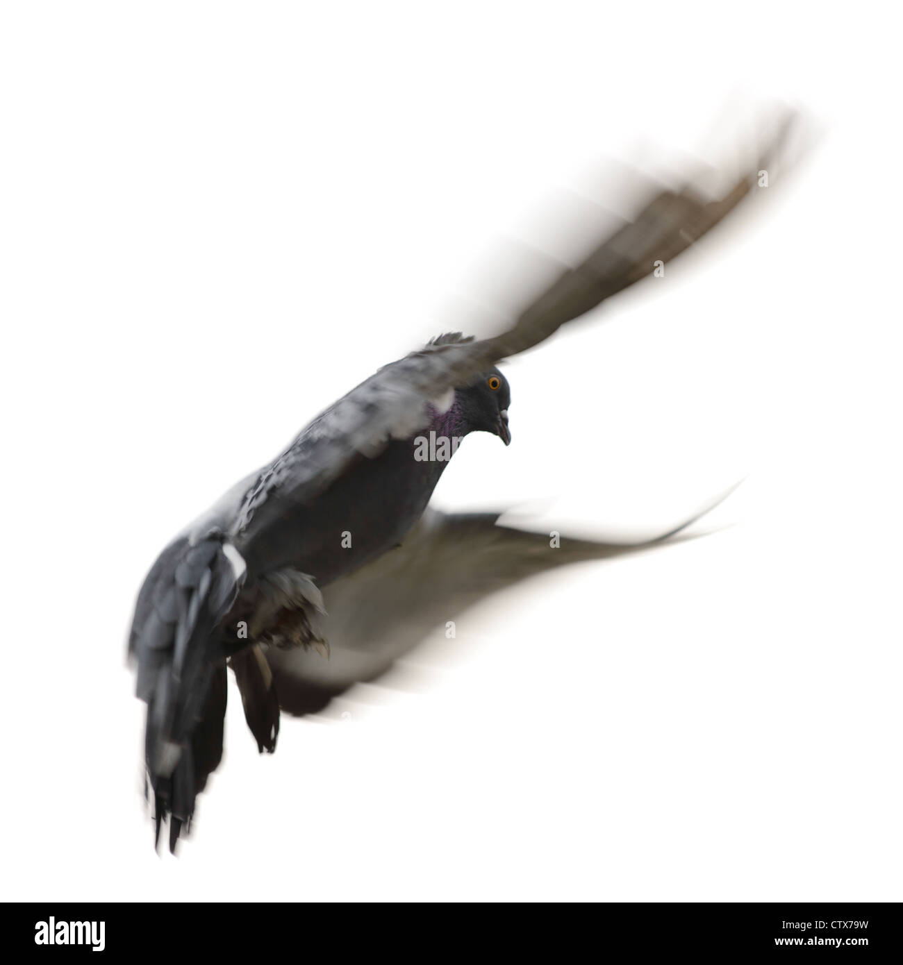 Dove in flight. Isolated on white bavckground Stock Photo - Alamy