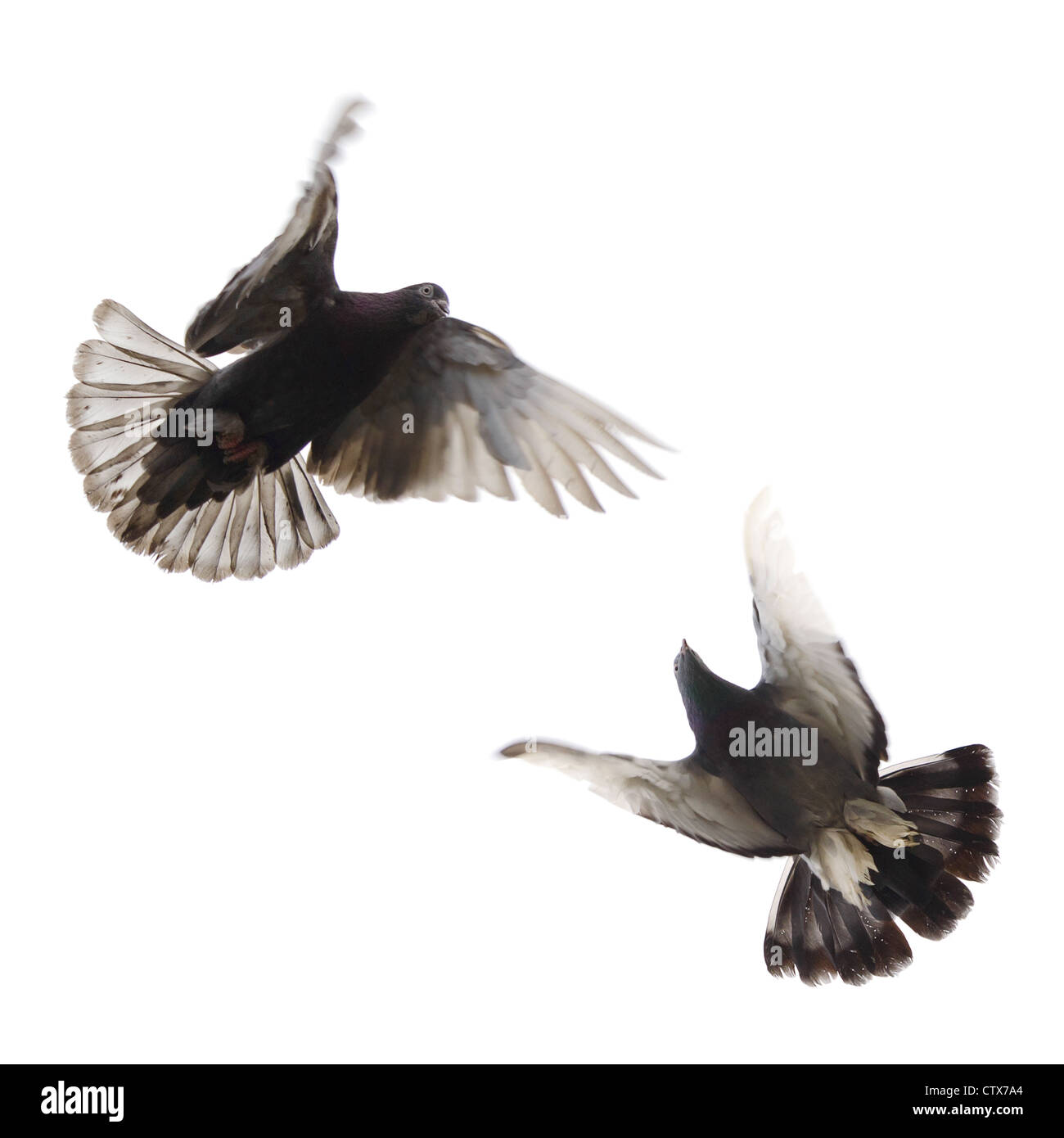 Dove in flight. Isolated on white bavckground Stock Photo - Alamy