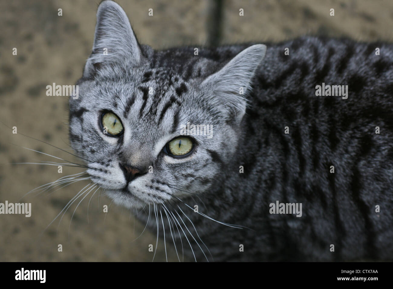 Spotted tabby cat hi-res stock photography and images - Alamy