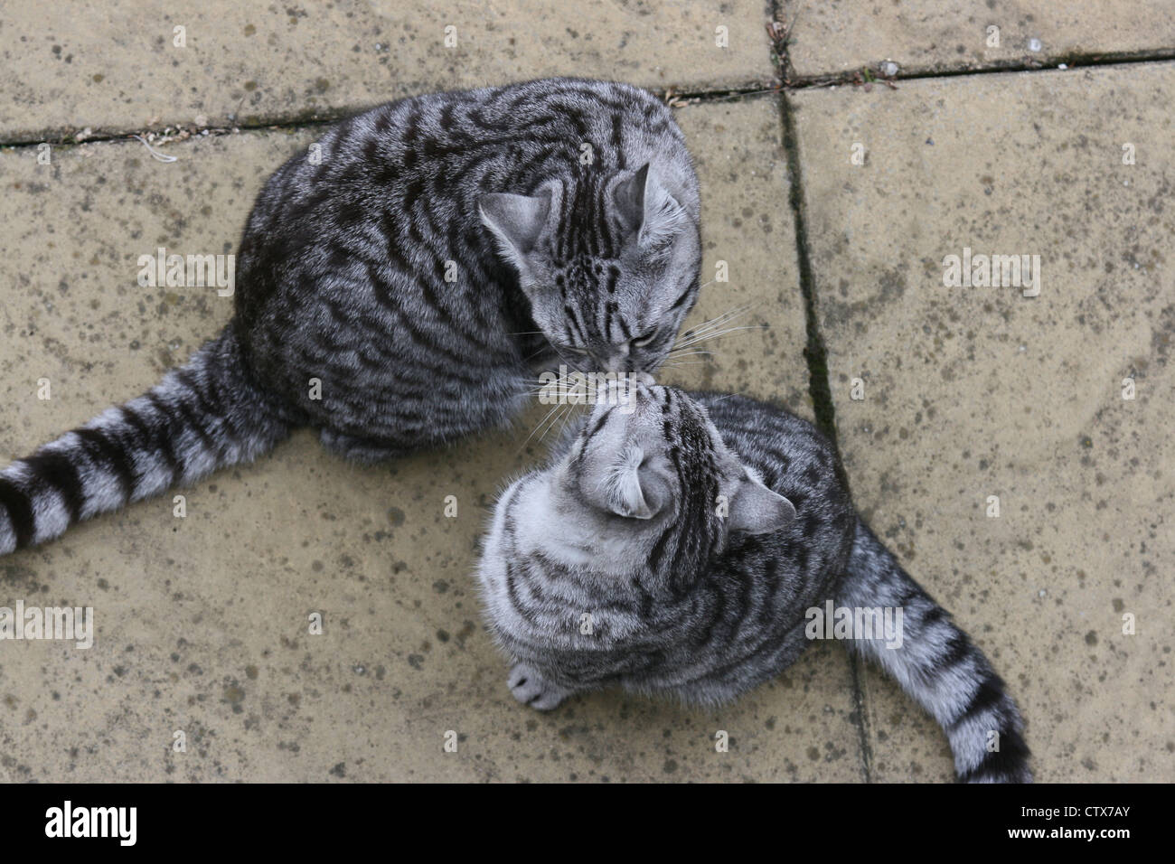 Kiss cat hi-res stock photography and images - Alamy
