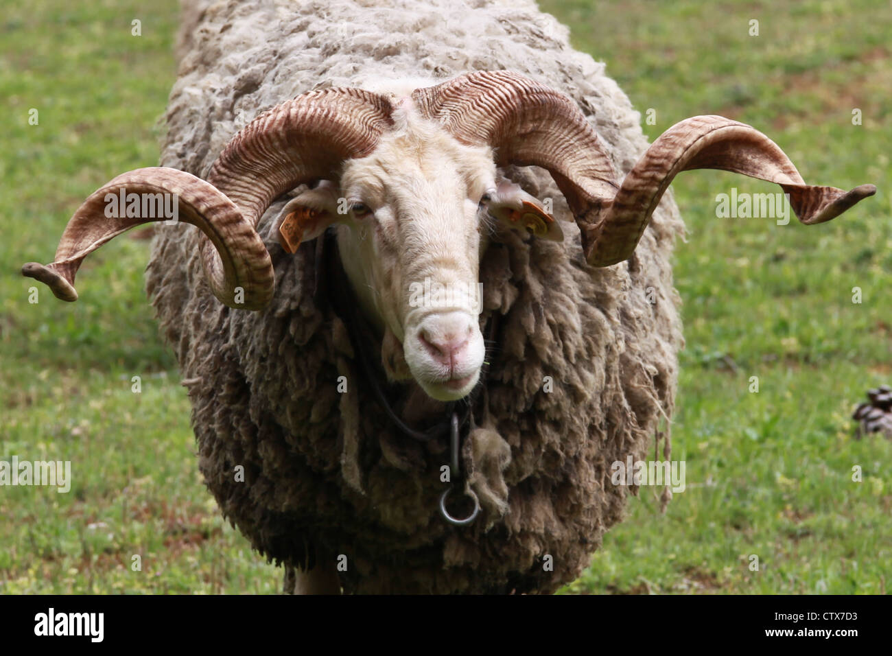 Curly Horns High Resolution Stock Photography and Images - Alamy