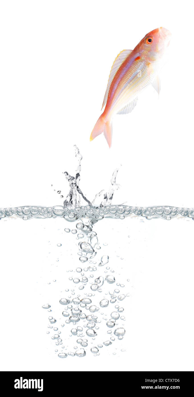 Wishing fish hi-res stock photography and images - Alamy