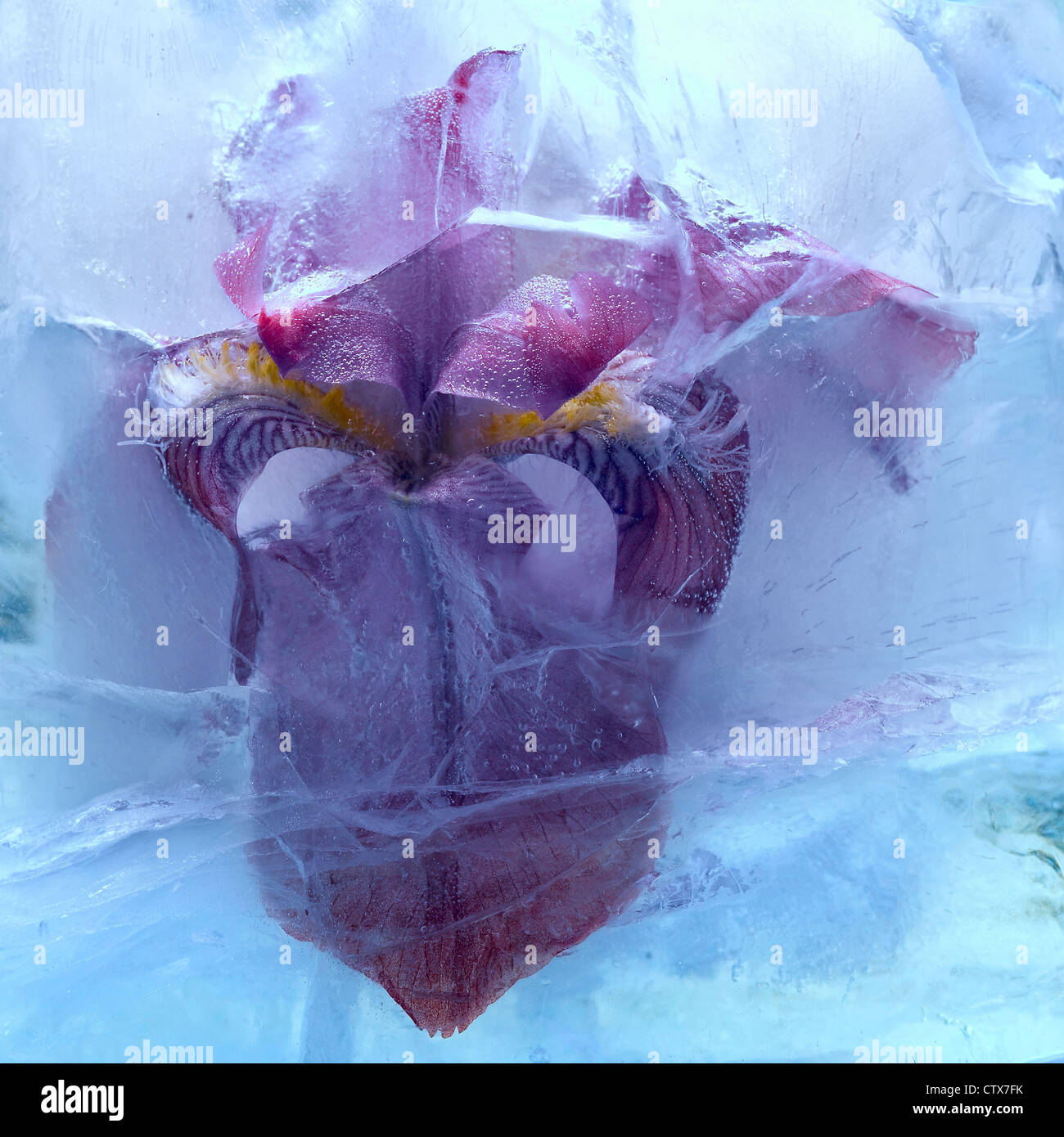 Frozen beautiful iris flower. blossomsin the ice cube Stock Photo - Alamy