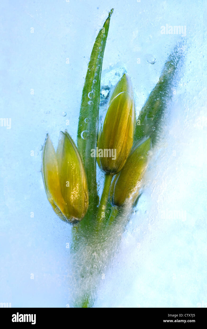 Frozen beautiful tulip flower. blossomsin the ice cube Stock Photo - Alamy