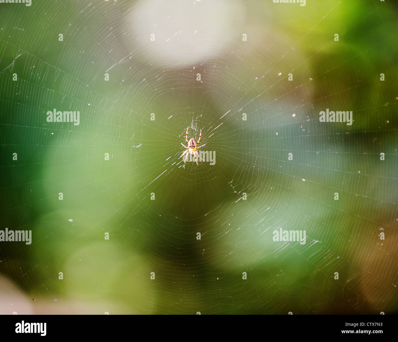 Black widow spider in web hi-res stock photography and images - Alamy