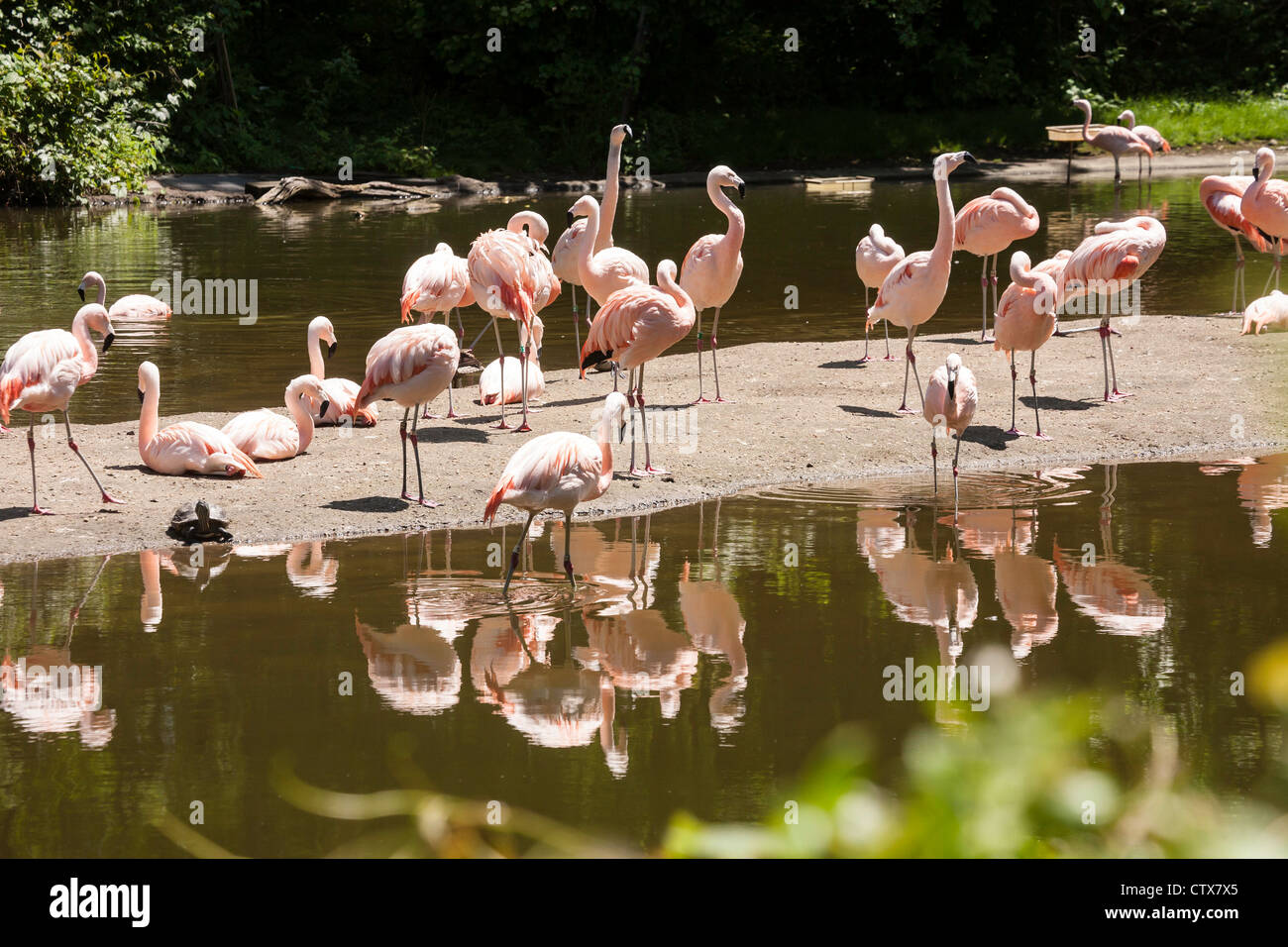 Flamingos, The Bronx Zoo, Wildlife Conservation Society, Bronx Park ...