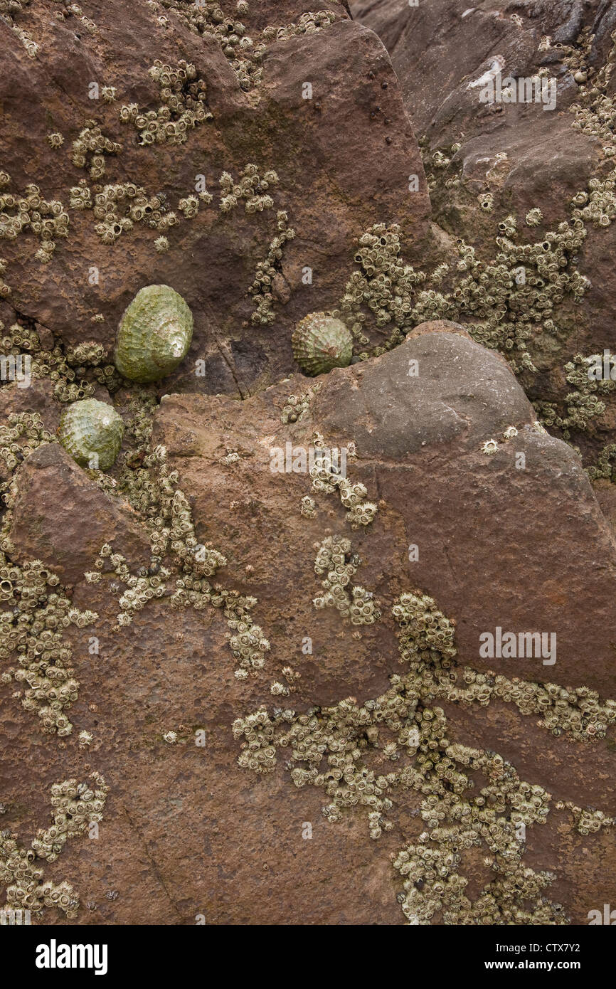 Detail of a rockface on the Gower Peninsula in wales Stock Photo - Alamy