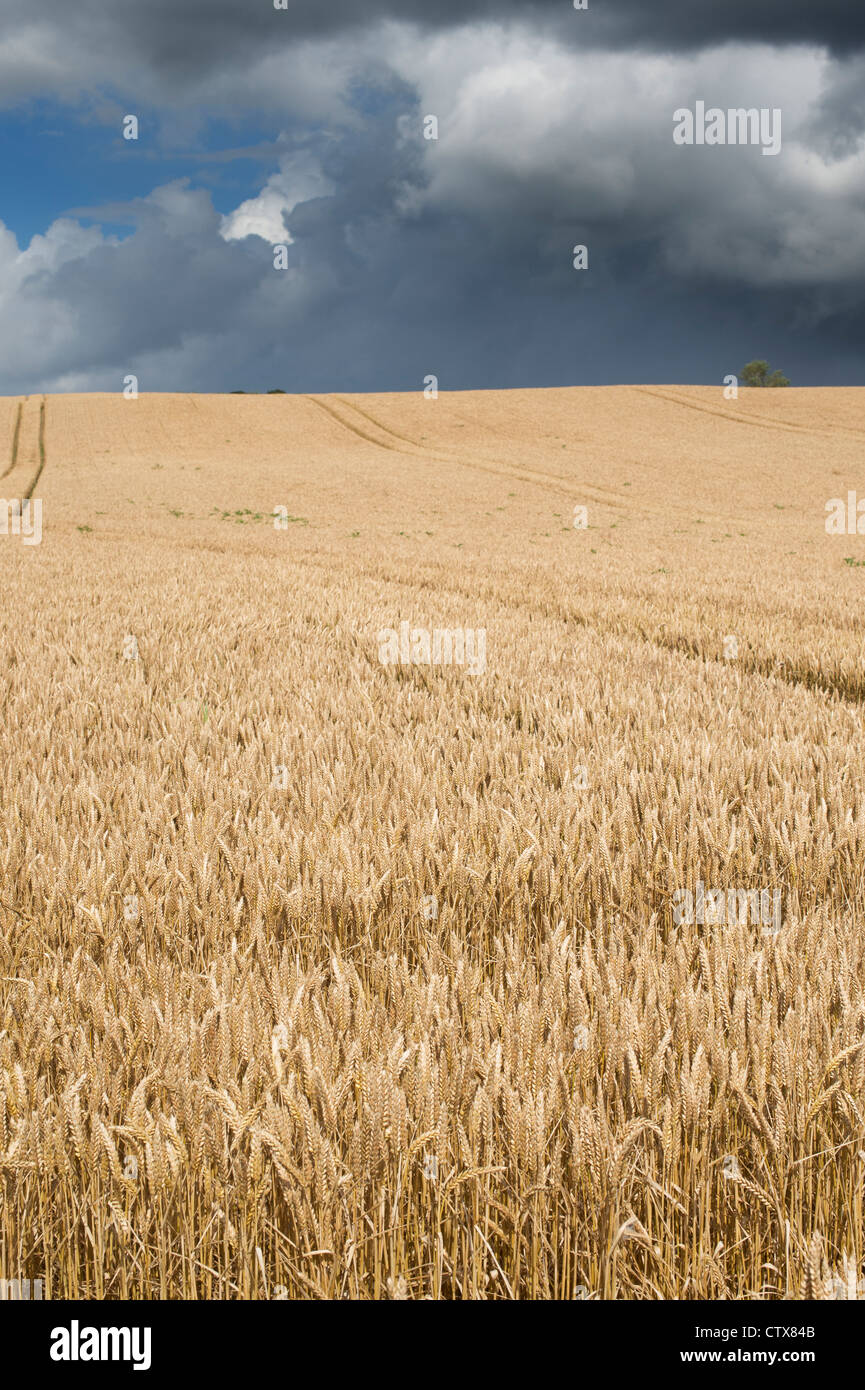 Wheat field against a stormy sky in the english countryside Stock Photo ...