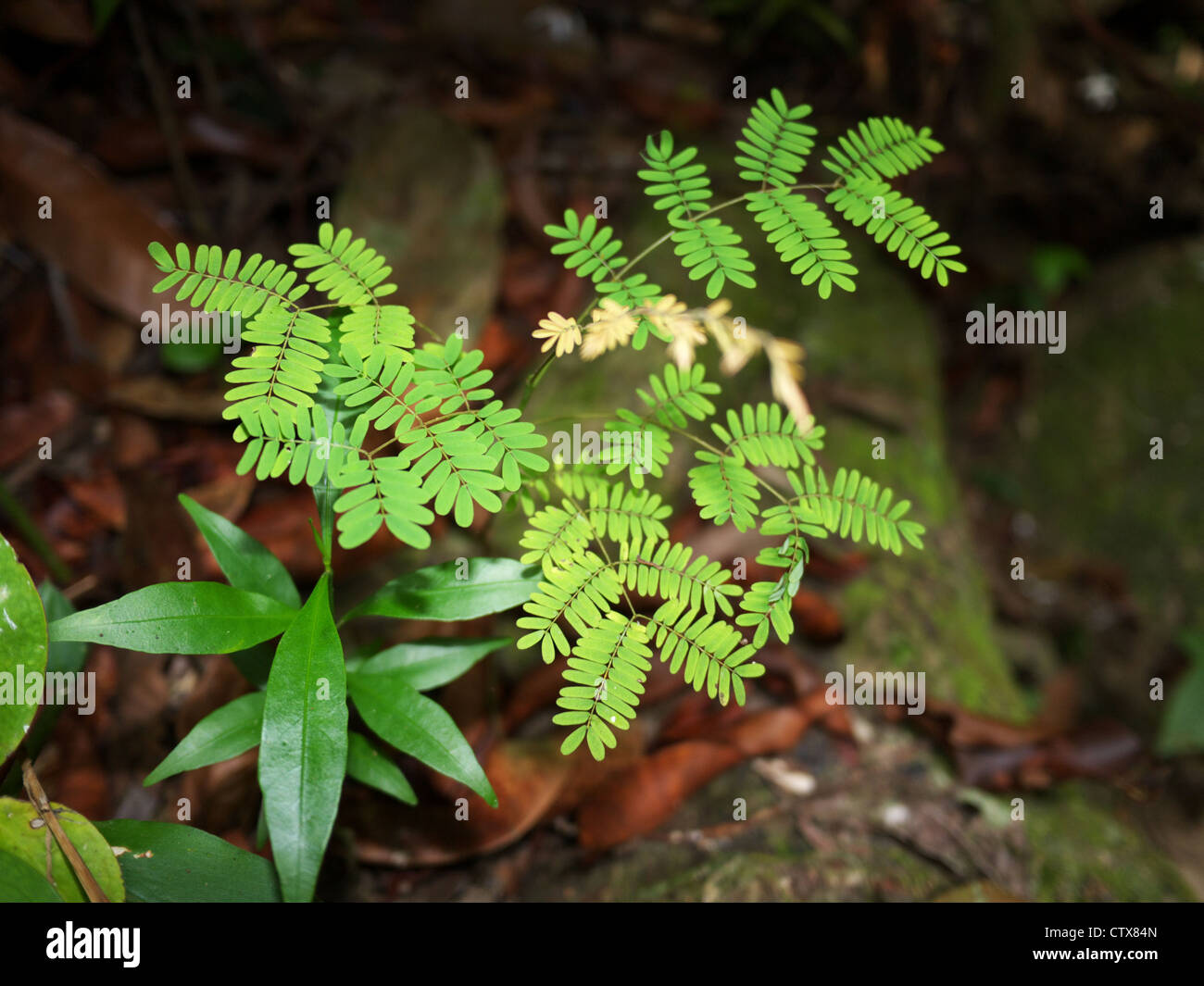 Small fern hi-res stock photography and images - Alamy