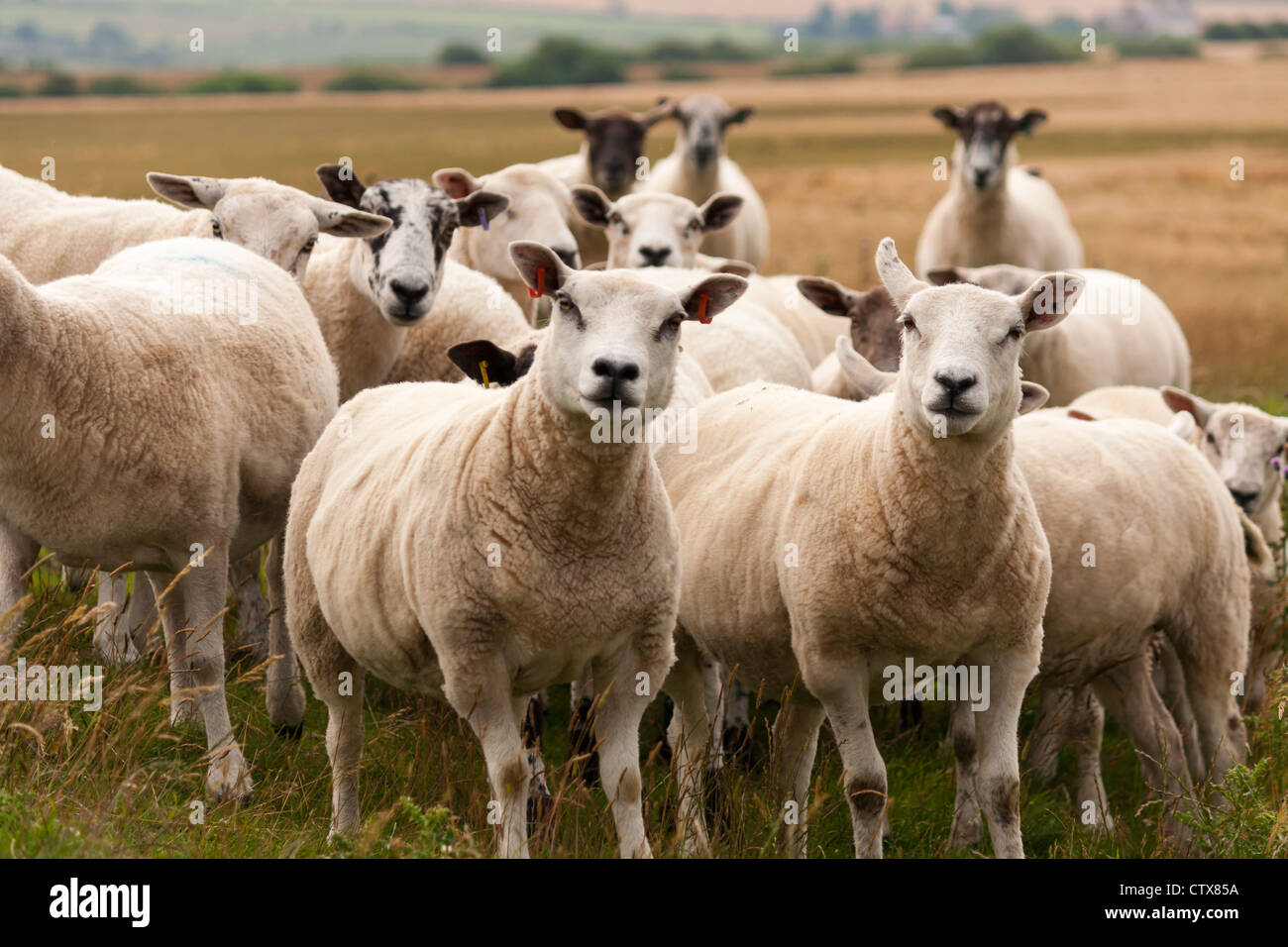 A flock of sheep in a field Stock Photo - Alamy