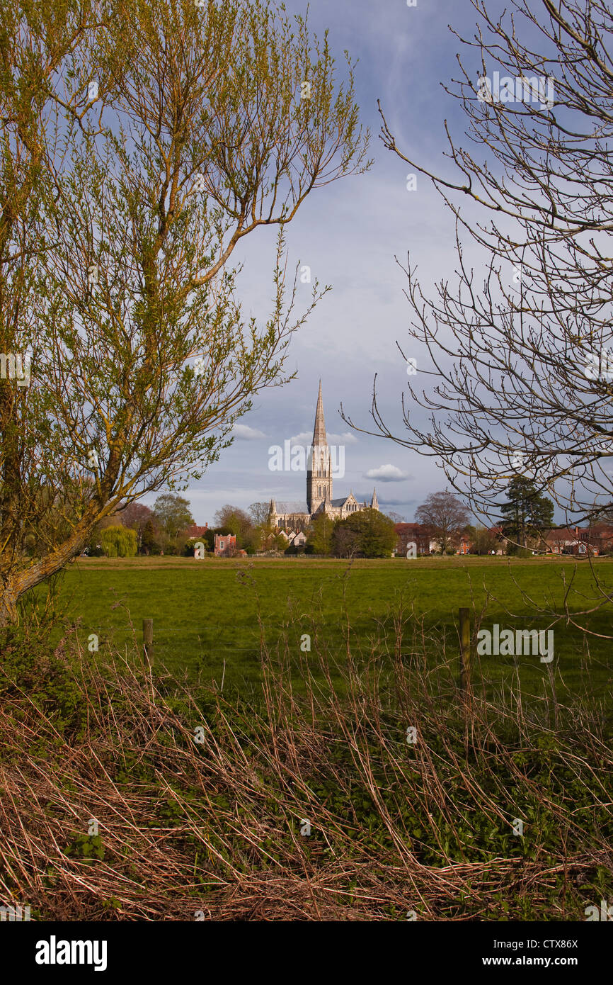 Salisbury cathedral and the west harnham water meadows in Wiltshire ...