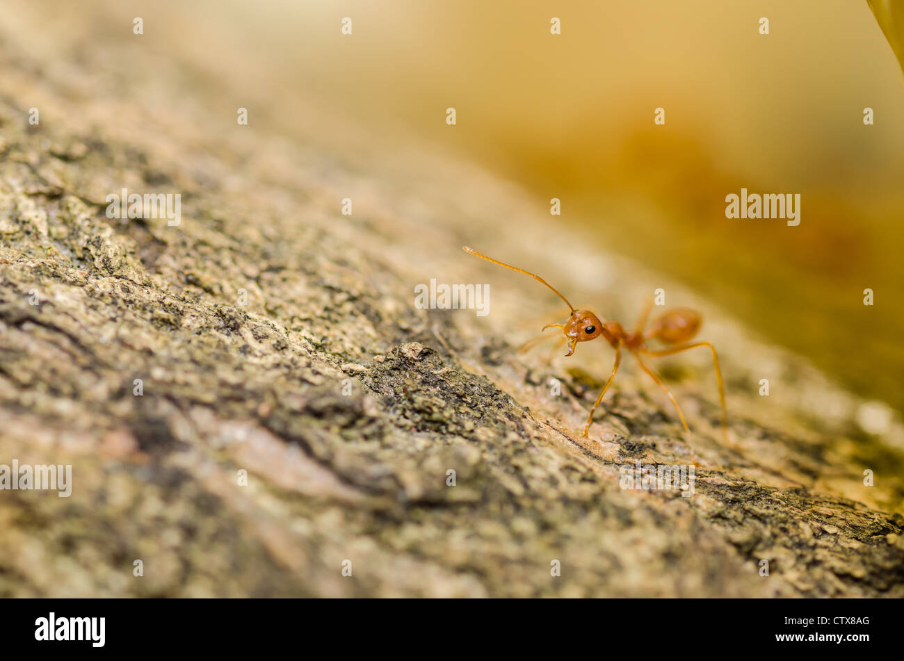 Red ant in green nature or in the garden Stock Photo - Alamy