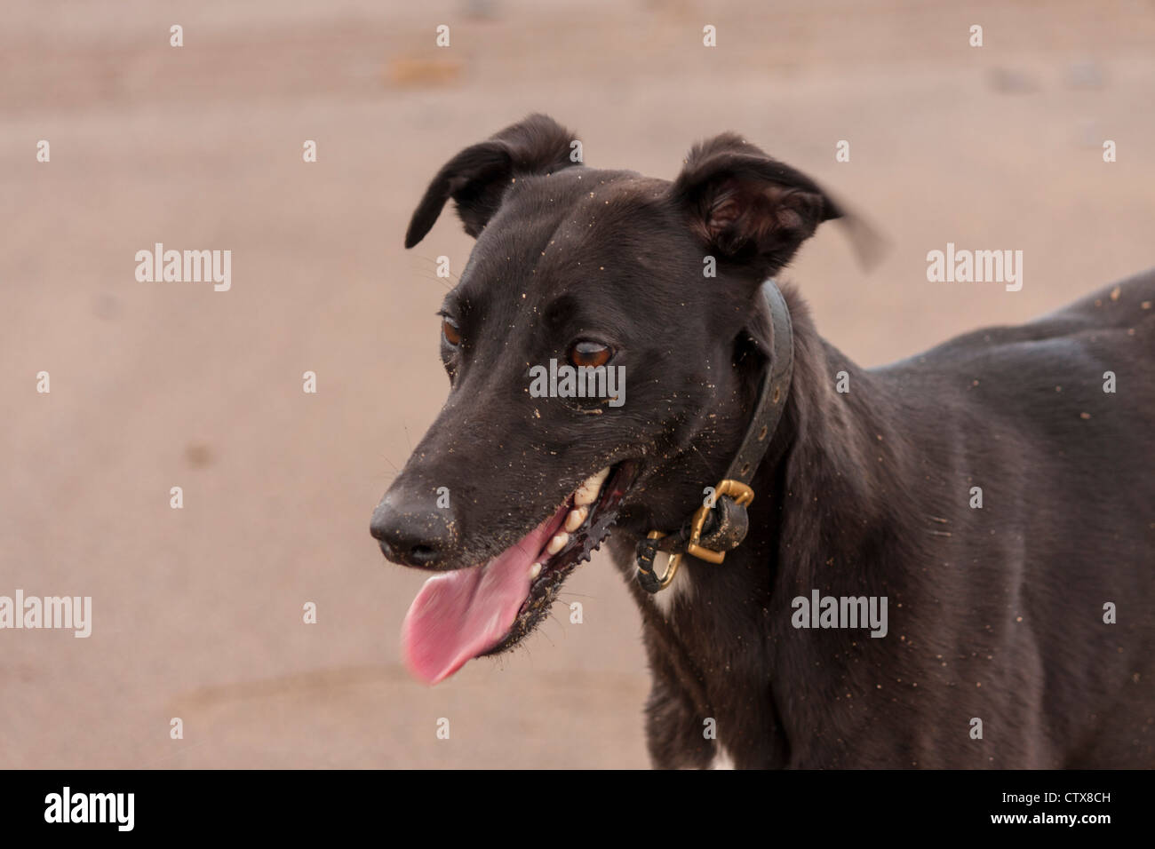 Dog stand beach hi-res stock photography and images - Alamy
