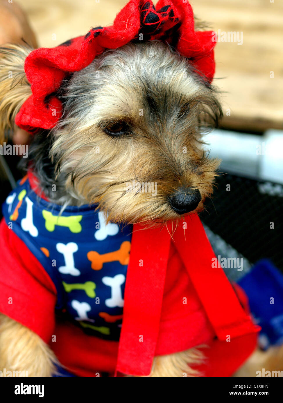 Pet dog in clothes dressed to go out Stock Photo - Alamy