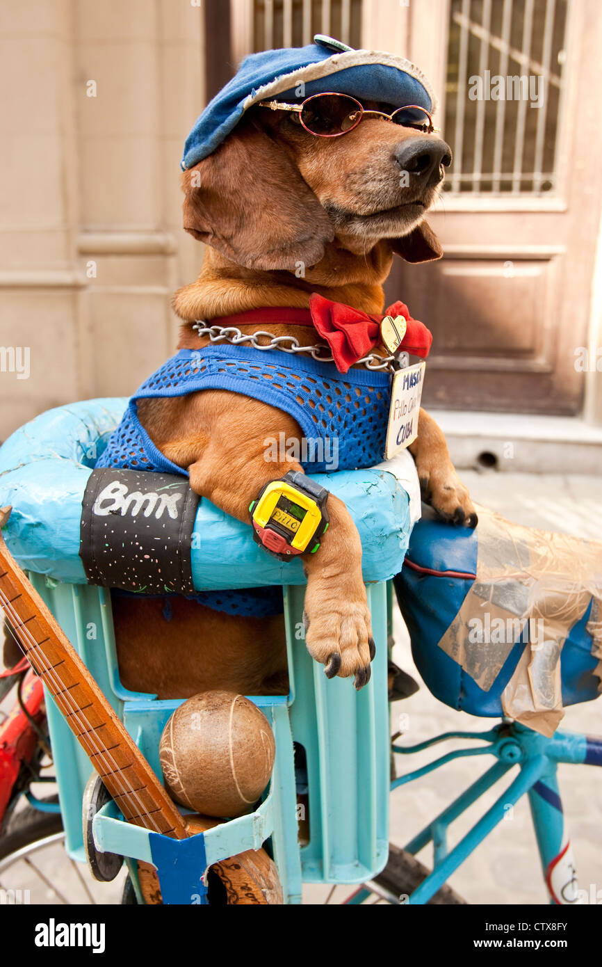 Performing dogs hi-res stock photography and images - Alamy