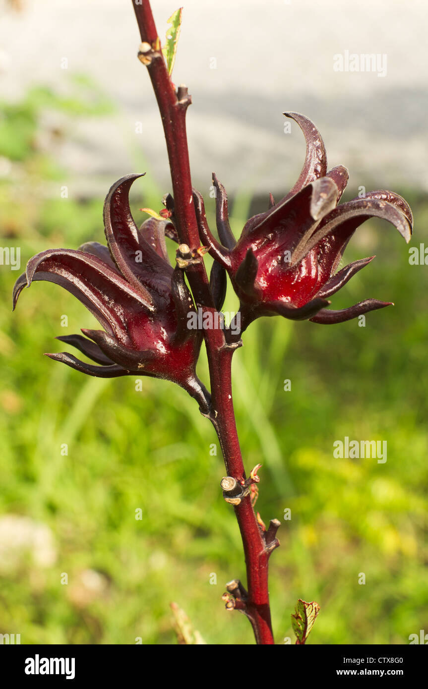 Red flowers roselle plant used hi-res stock photography and images - Alamy