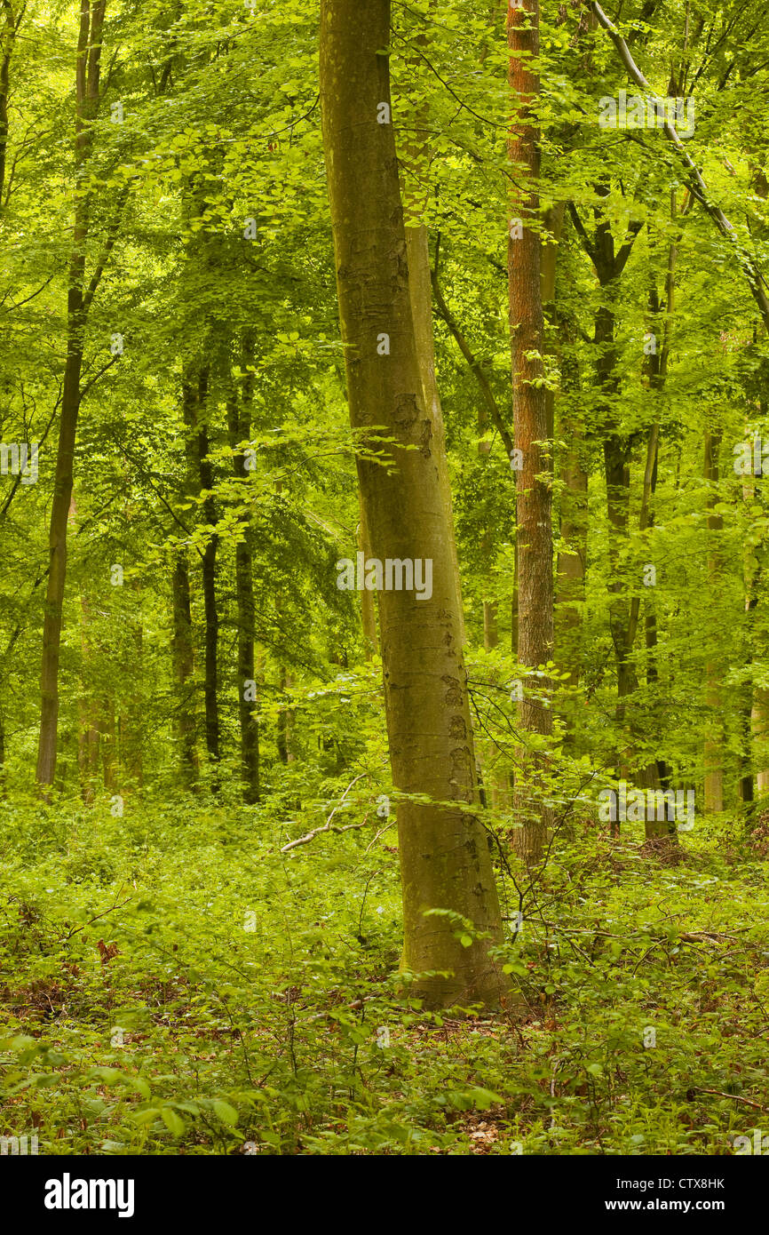 Dense foret hi-res stock photography and images - Alamy