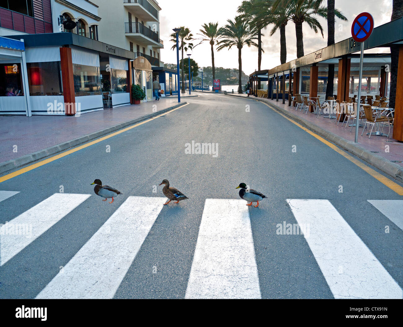 DUCKS CROSSING ROAD Quirky image of mallard ducks using a pedestrian ...