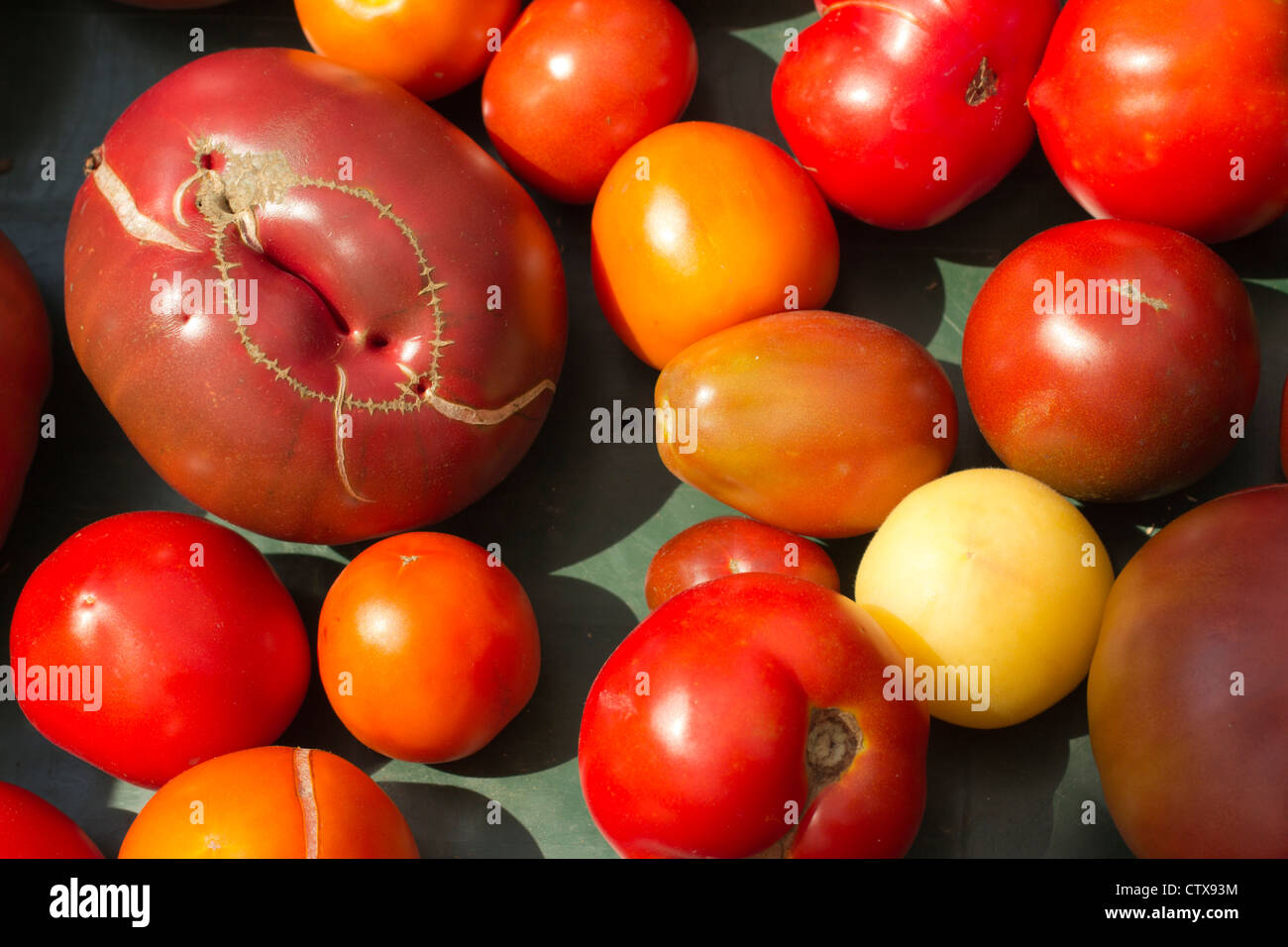 ripe heirloom tomatoes Stock Photo - Alamy