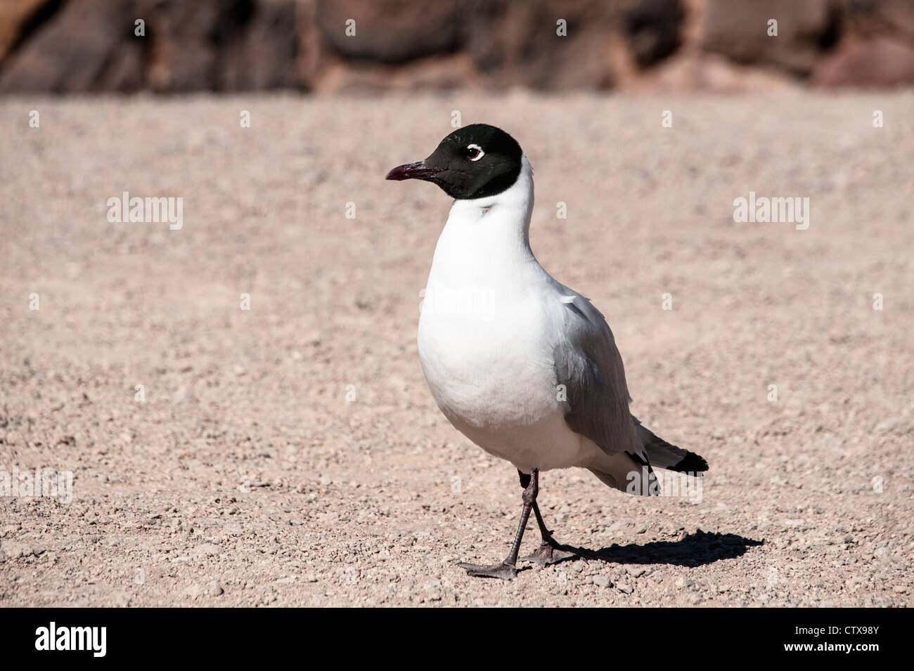 Andean Gull (Larus serranus) adult breeding plumage with black hood ...