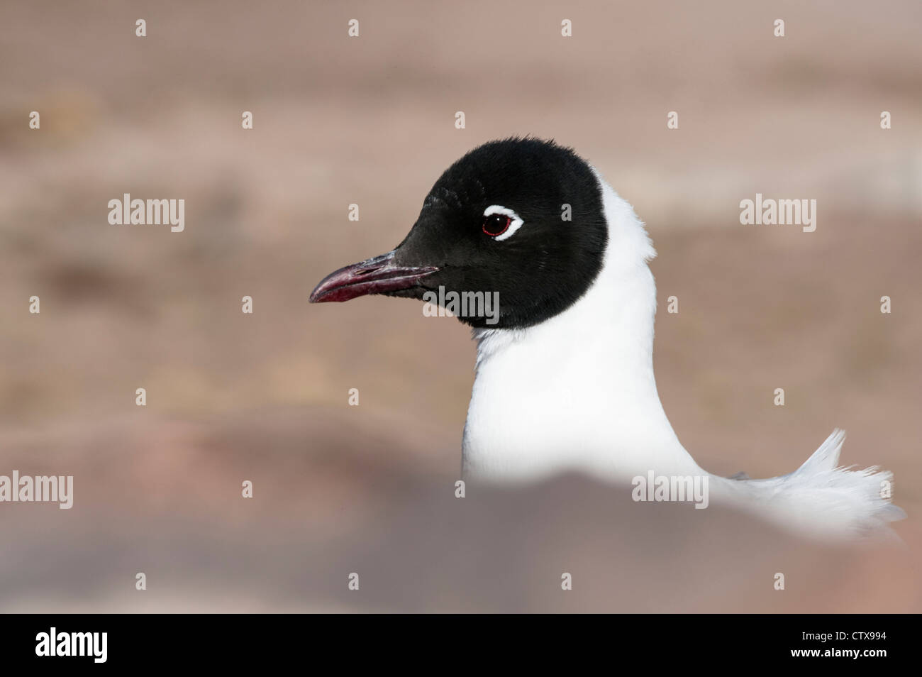 Andean Gull (Larus serranus) close-up of the head adult breeding ...