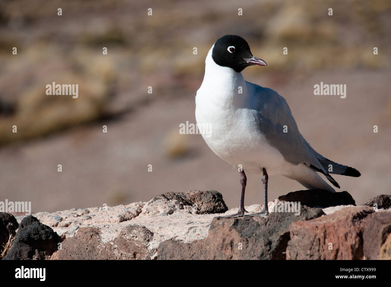 Andean coasts hi-res stock photography and images - Alamy