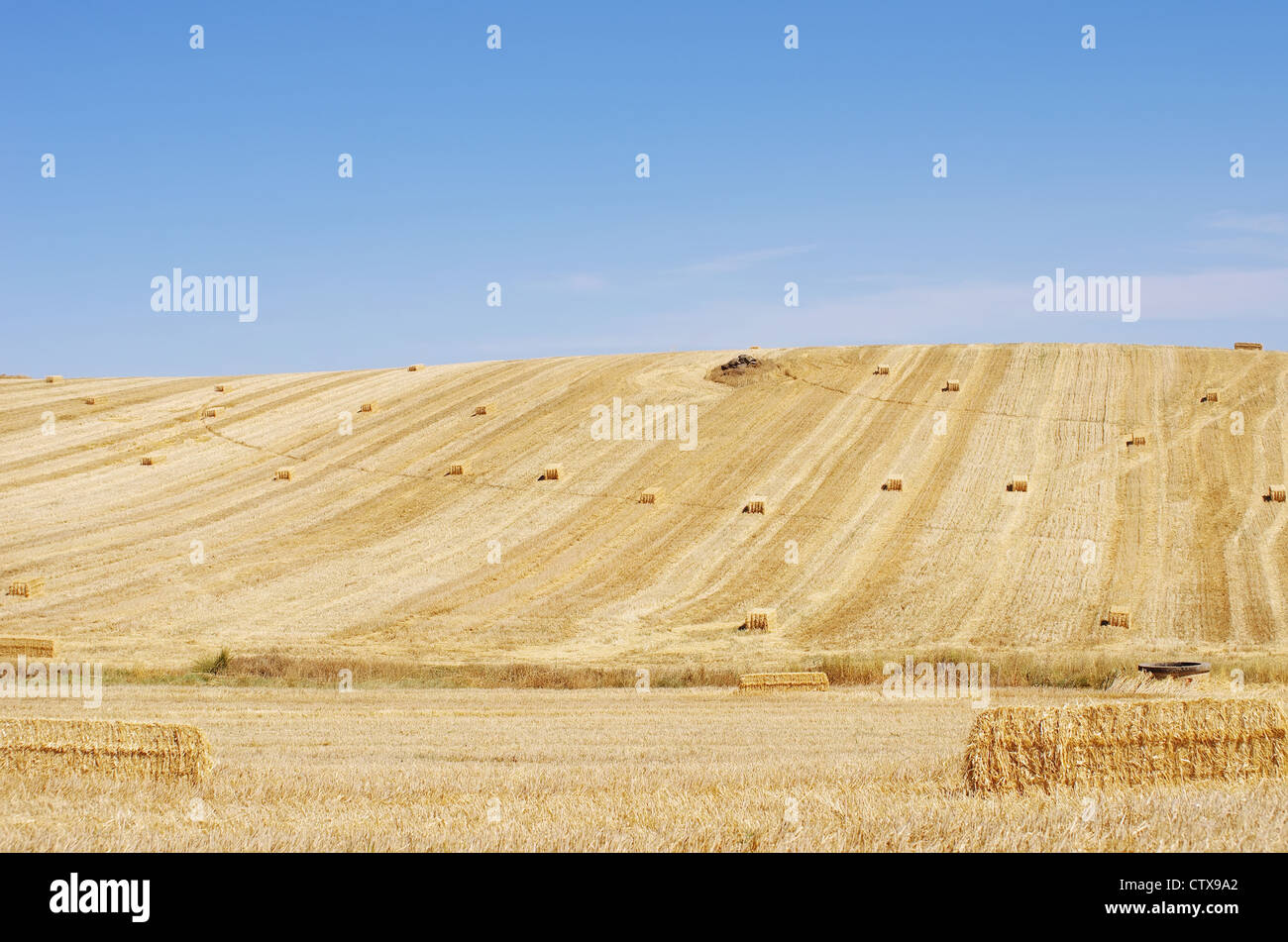 Stubble Field with straw bales Stock Photo - Alamy