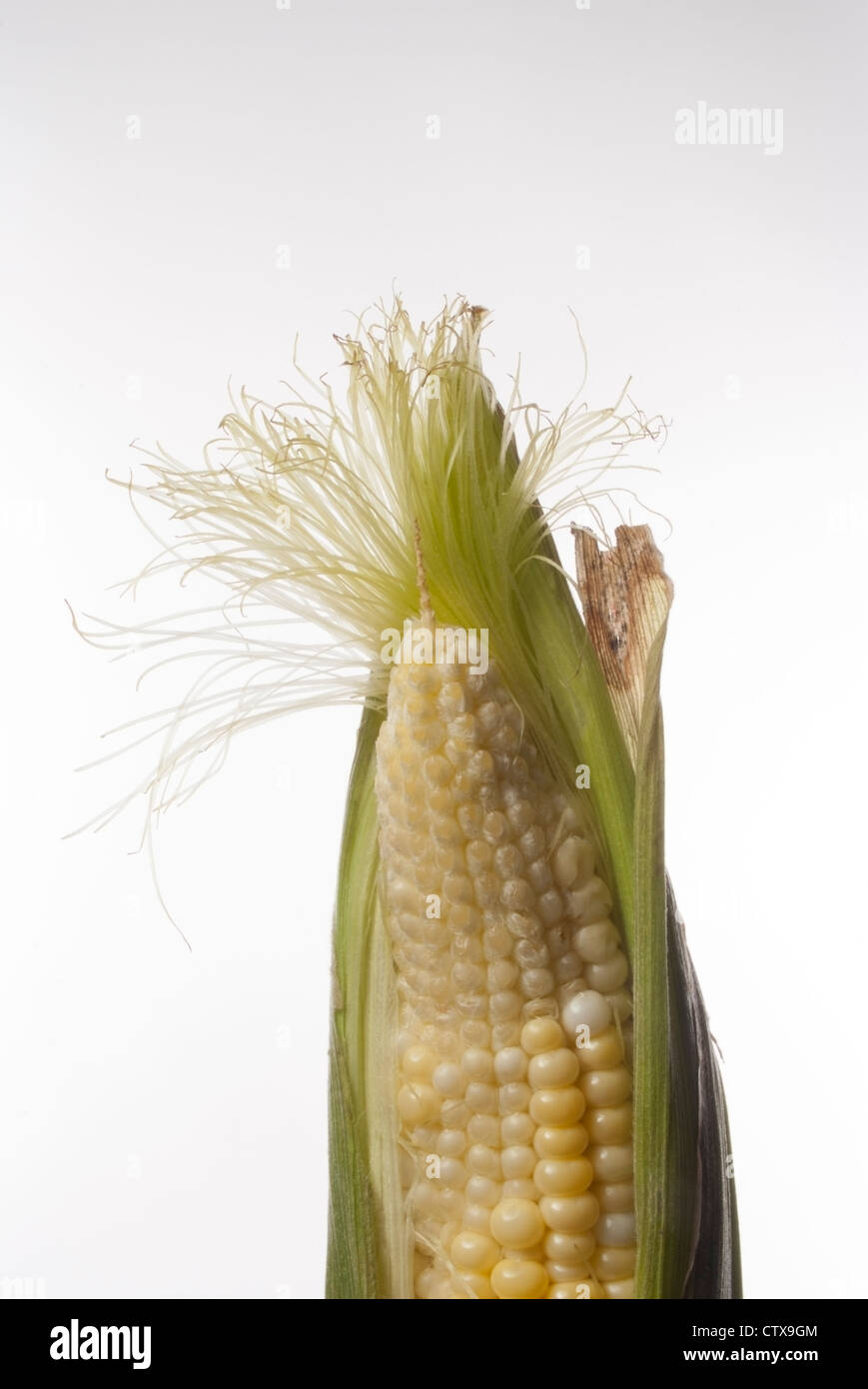 Drought stress corn hi-res stock photography and images - Alamy