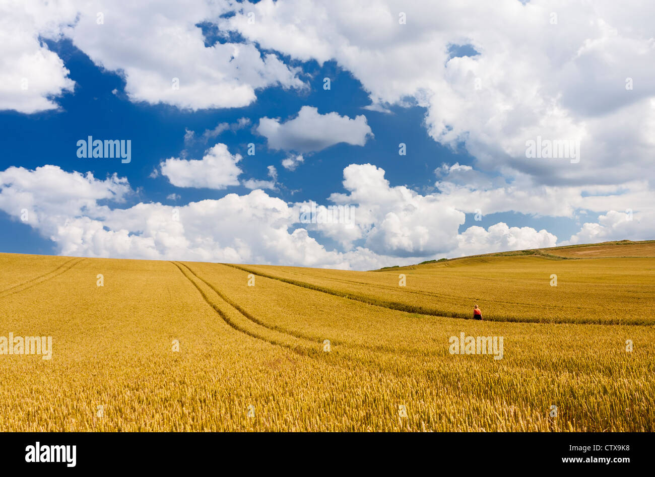 A woman walking along a path through a corn field Stock Photo - Alamy