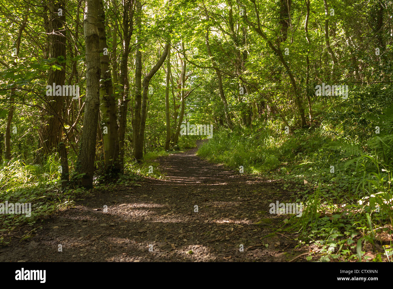 A woodland path Stock Photo - Alamy
