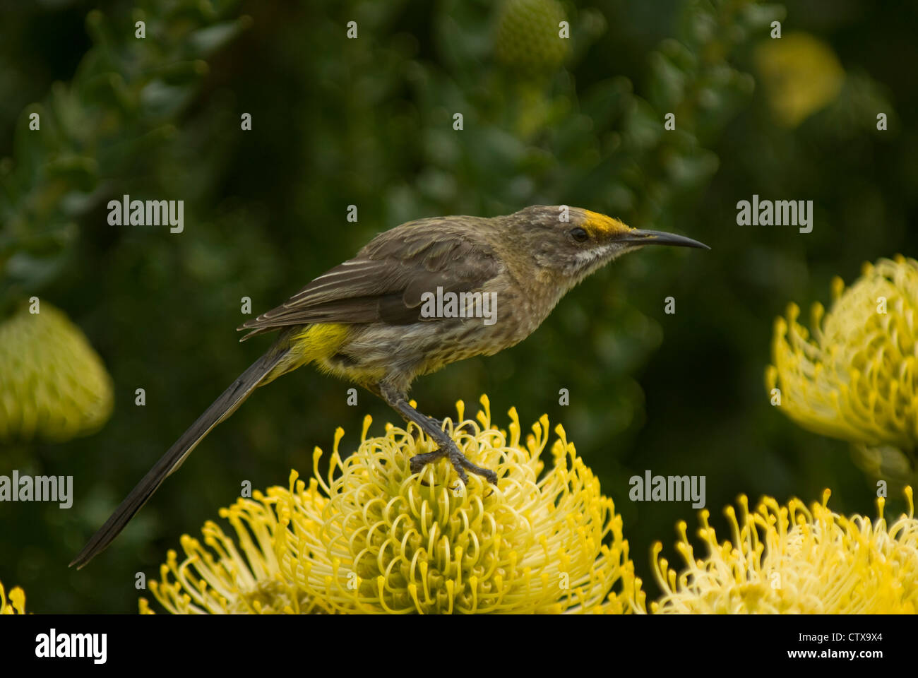Cape Sugarbird (Promerops cafer) on a flower in Kirstenbosch Botanical ...