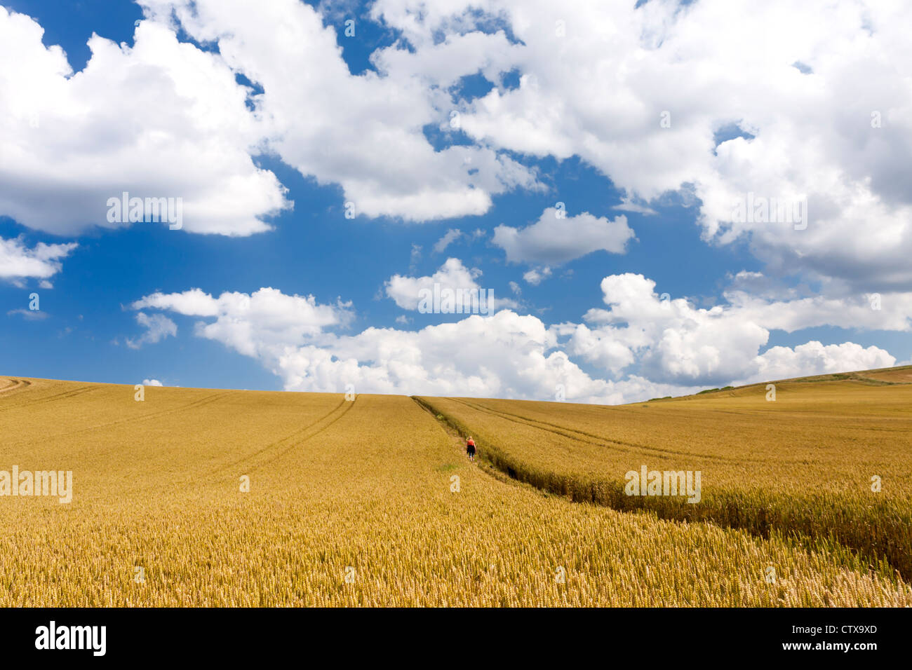 A woman walking along a path through a corn field Stock Photo - Alamy