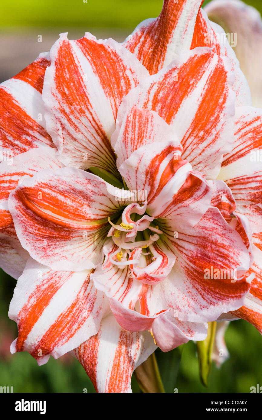 Red and white Amaryllis in bloom in Keukenhof Gardens, South Holland ...