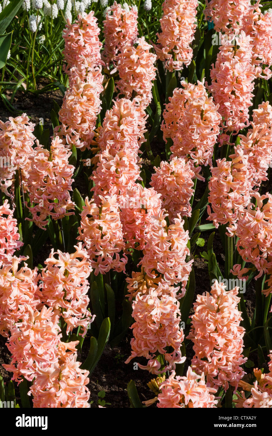 Hyacinth 'GYPSY QUEEN' in Keukenhof Gardens, South Holland, The ...