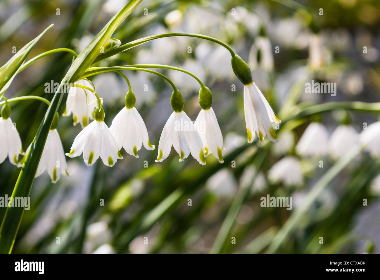 Summer Snowflake, Leucojum aestivum 'GRAVETY GIANT' in Keukenhof ...