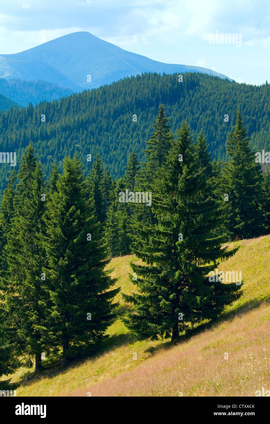 Summer misty mountain landscape with fir forest in front (Goverla Mount ...
